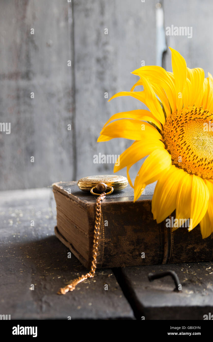 sunflower - flower background, gold pocket watch and book Stock Photo ...