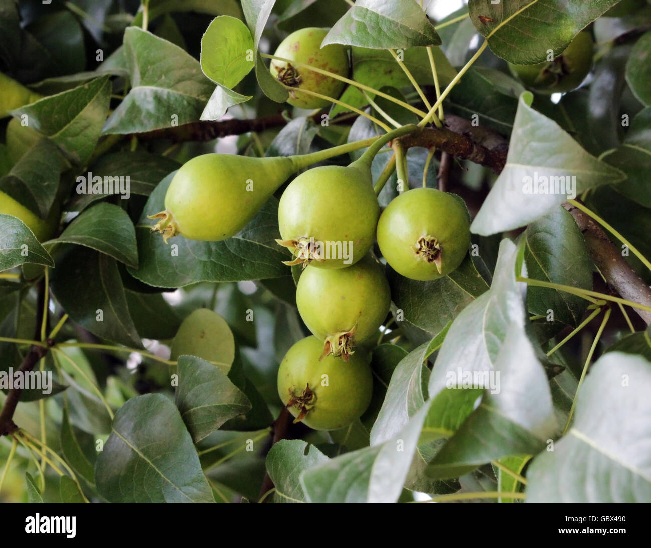 Immature pear hi-res stock photography and images - Alamy