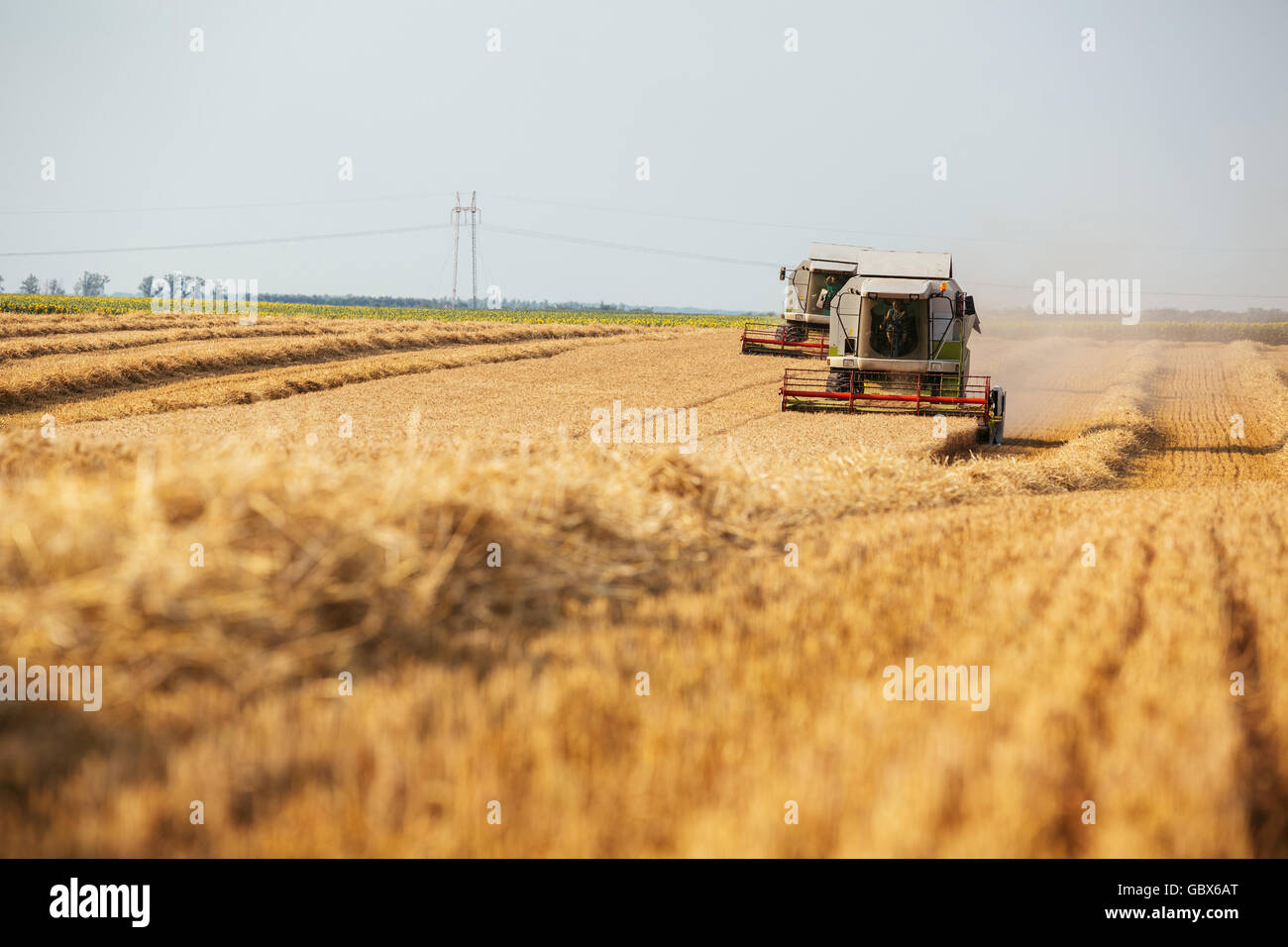 Combine harvester in action on wheat field Stock Photo - Alamy
