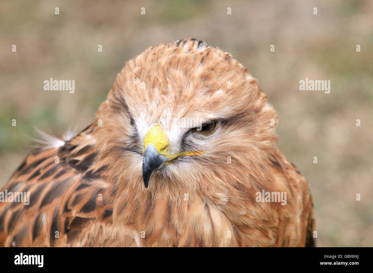 Long-legged buzzard. Bird exhibition. Barcelona, Catalonia, Spain Stock ...