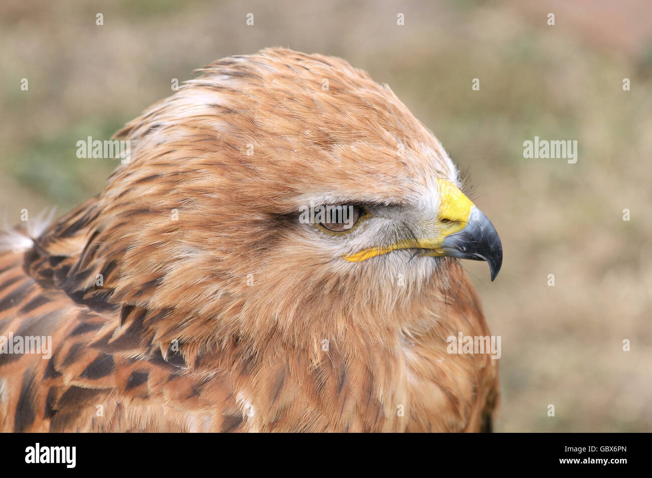 Long-legged buzzard. Bird exhibition. Barcelona, Catalonia, Spain Stock ...