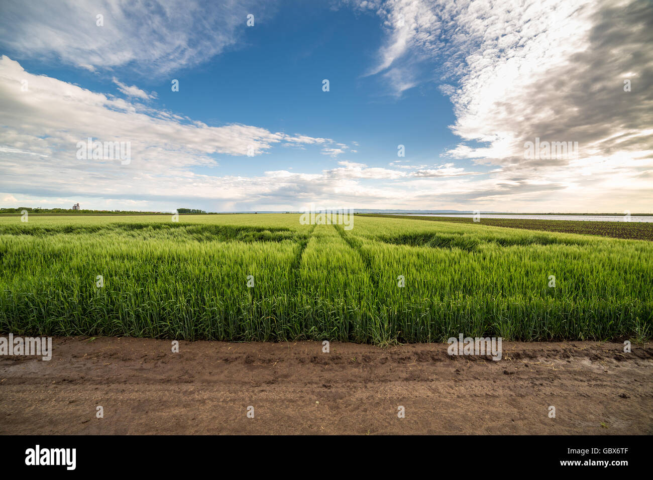 Green wheat field Stock Photo - Alamy