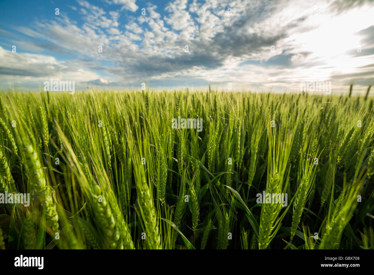 Green wheat field Stock Photo - Alamy