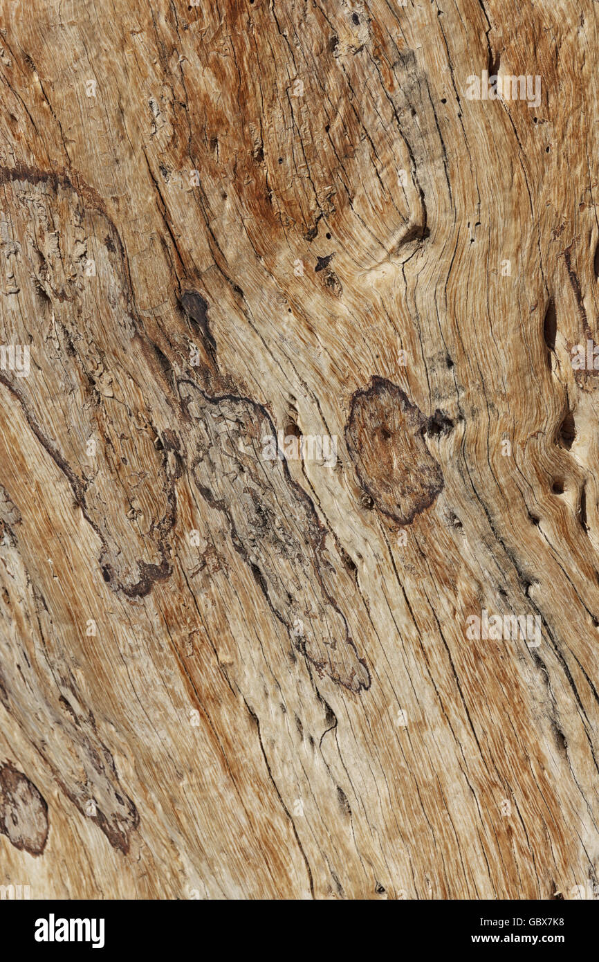 Abstract tree bark closeup Stock Photo - Alamy