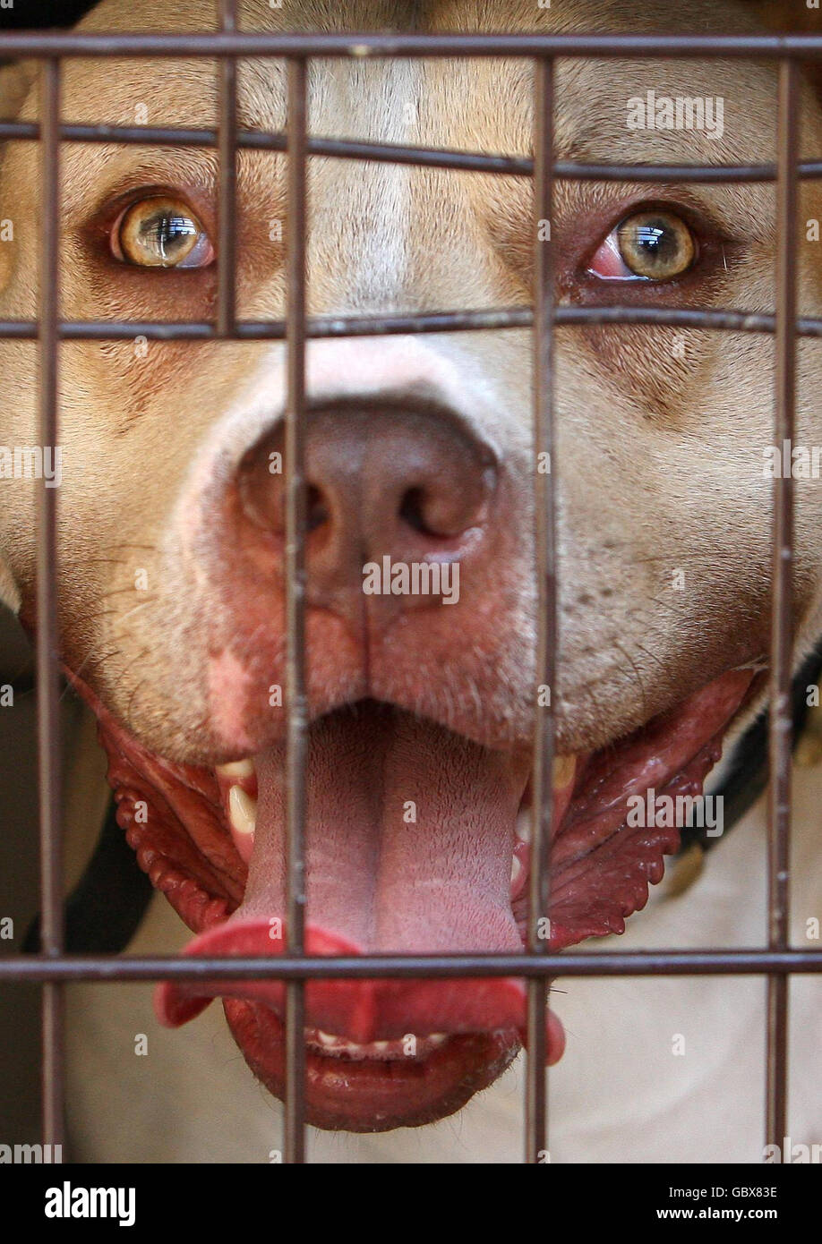 Police raids on dangerous dogs Stock Photo - Alamy