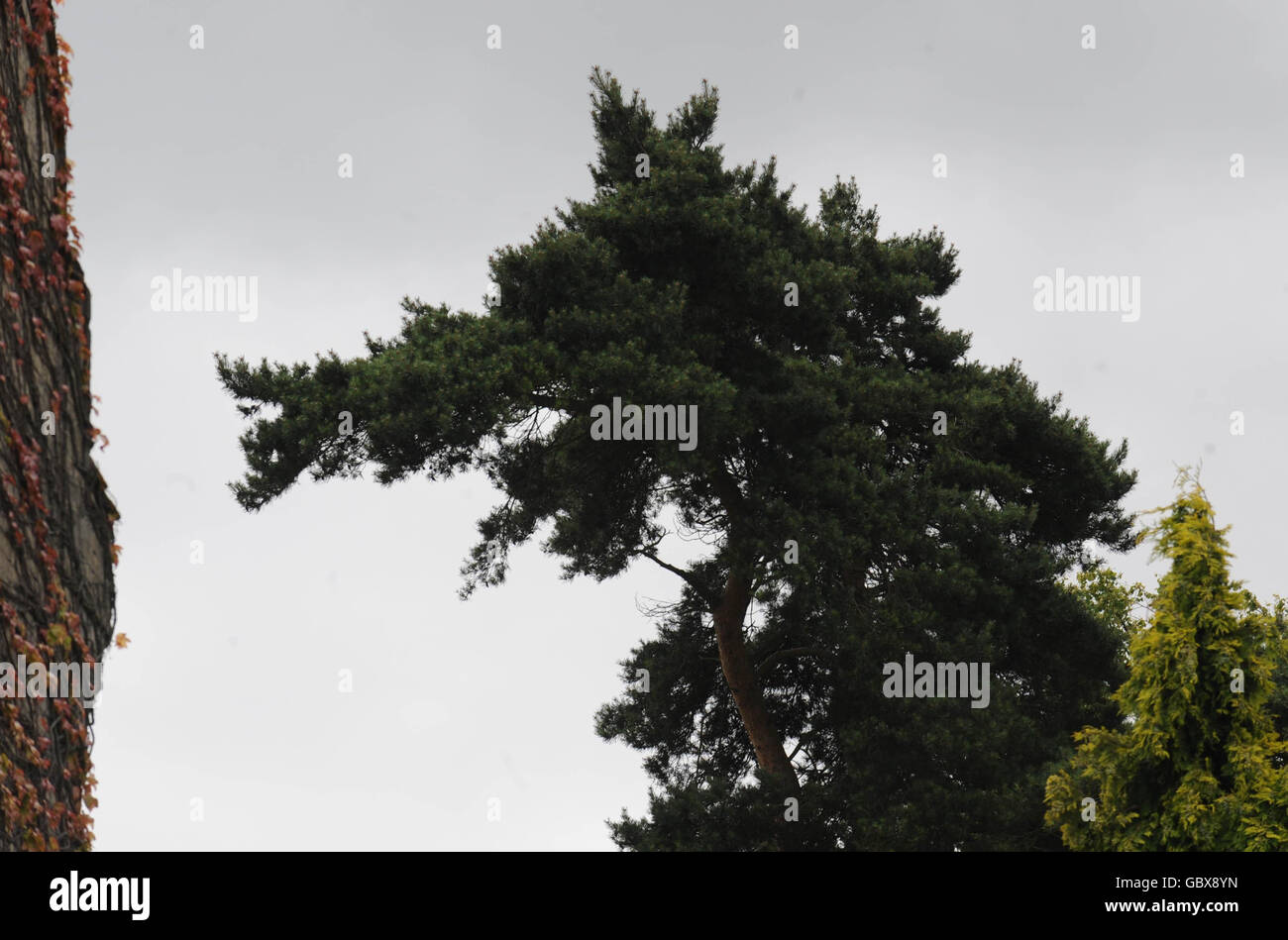 Dragon shape in tree hi-res stock photography and images - Alamy