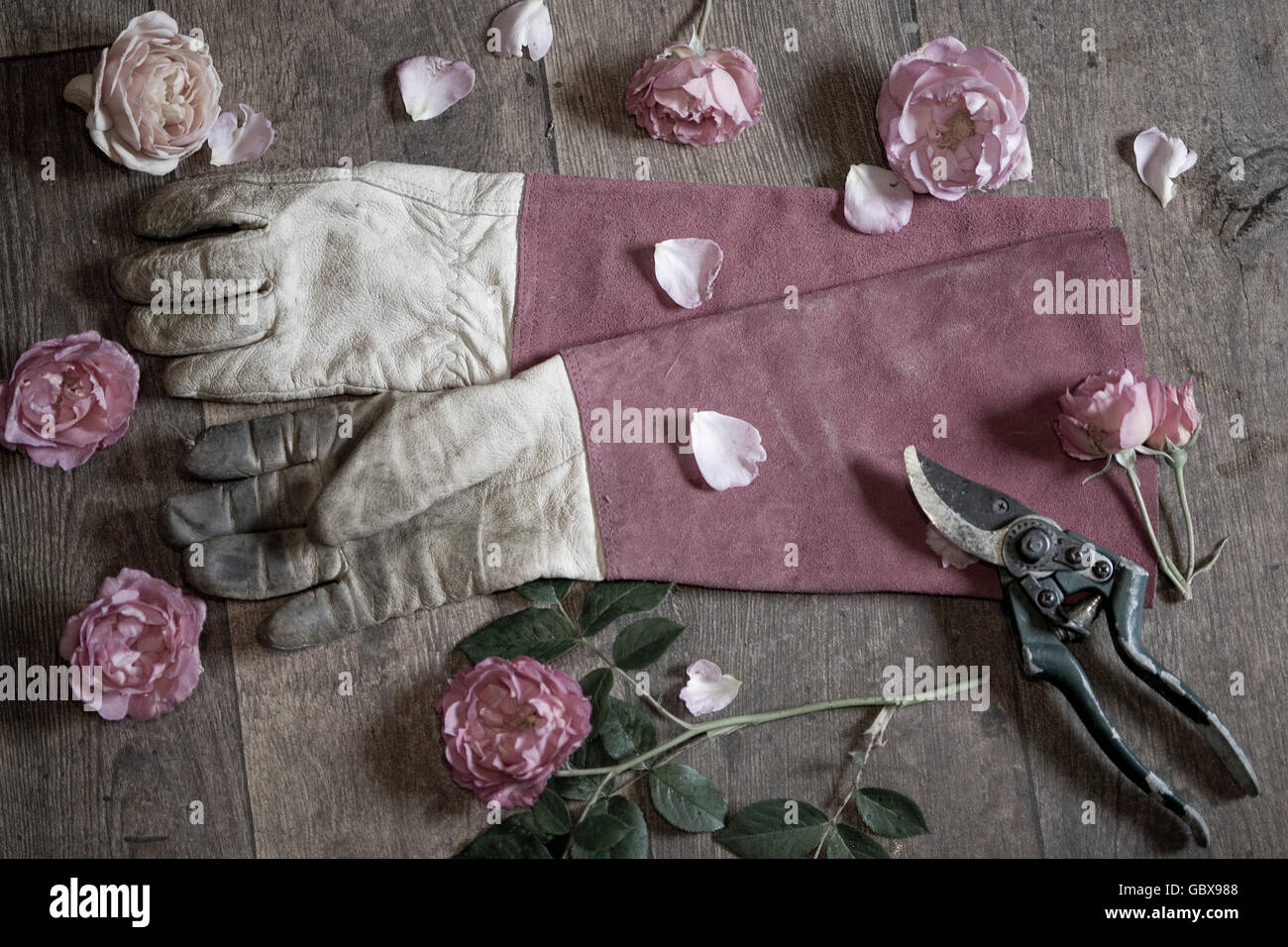 Rose pruning floribunda hi-res stock photography and images - Alamy