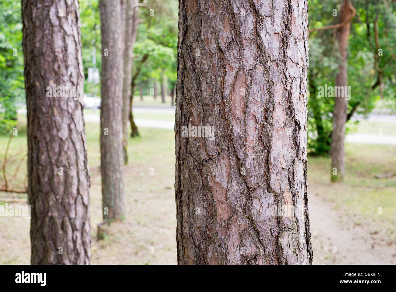 Pine trees in a park Stock Photo - Alamy