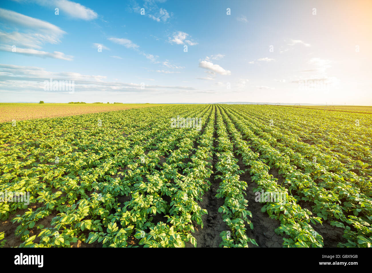 Green field of potato crops in a row Stock Photo - Alamy