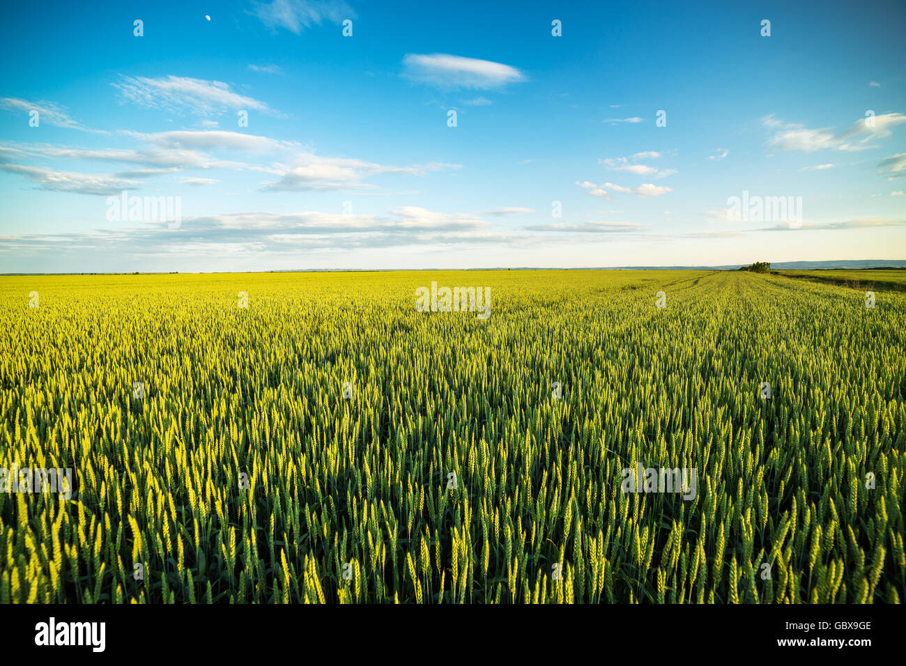 Green field of sprouting wheat Stock Photo - Alamy