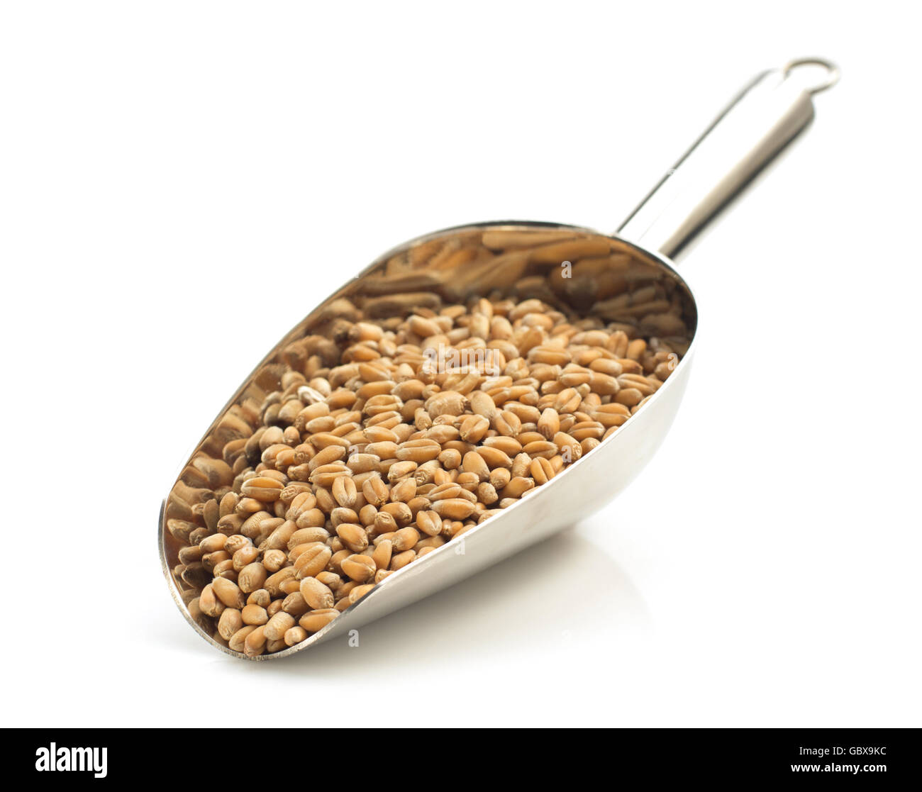 wheat grain in scoop isolated on white background Stock Photo - Alamy