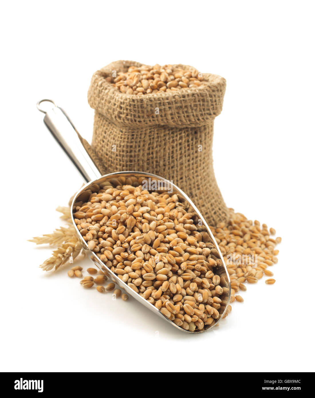 wheat grain in scoop isolated on white background Stock Photo - Alamy