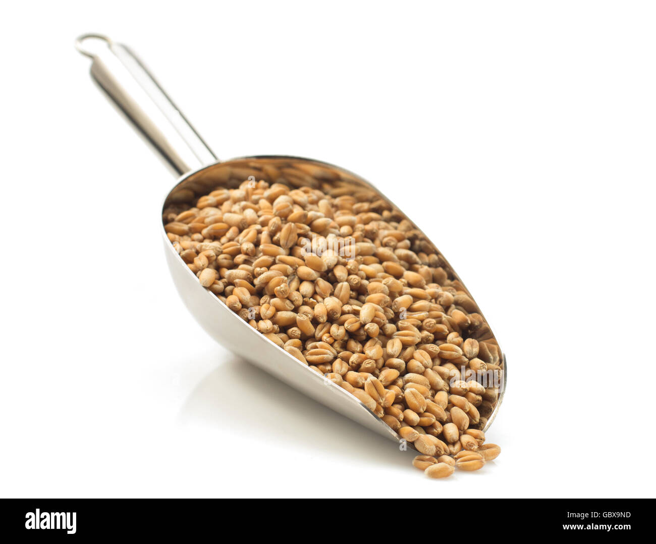 wheat grain in scoop isolated on white background Stock Photo - Alamy