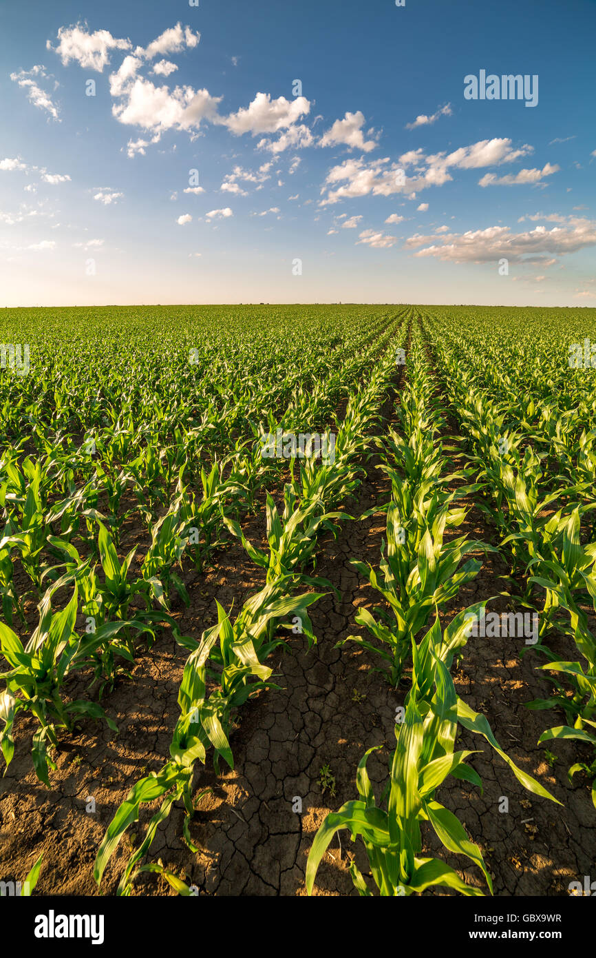 Maize field hi-res stock photography and images - Alamy
