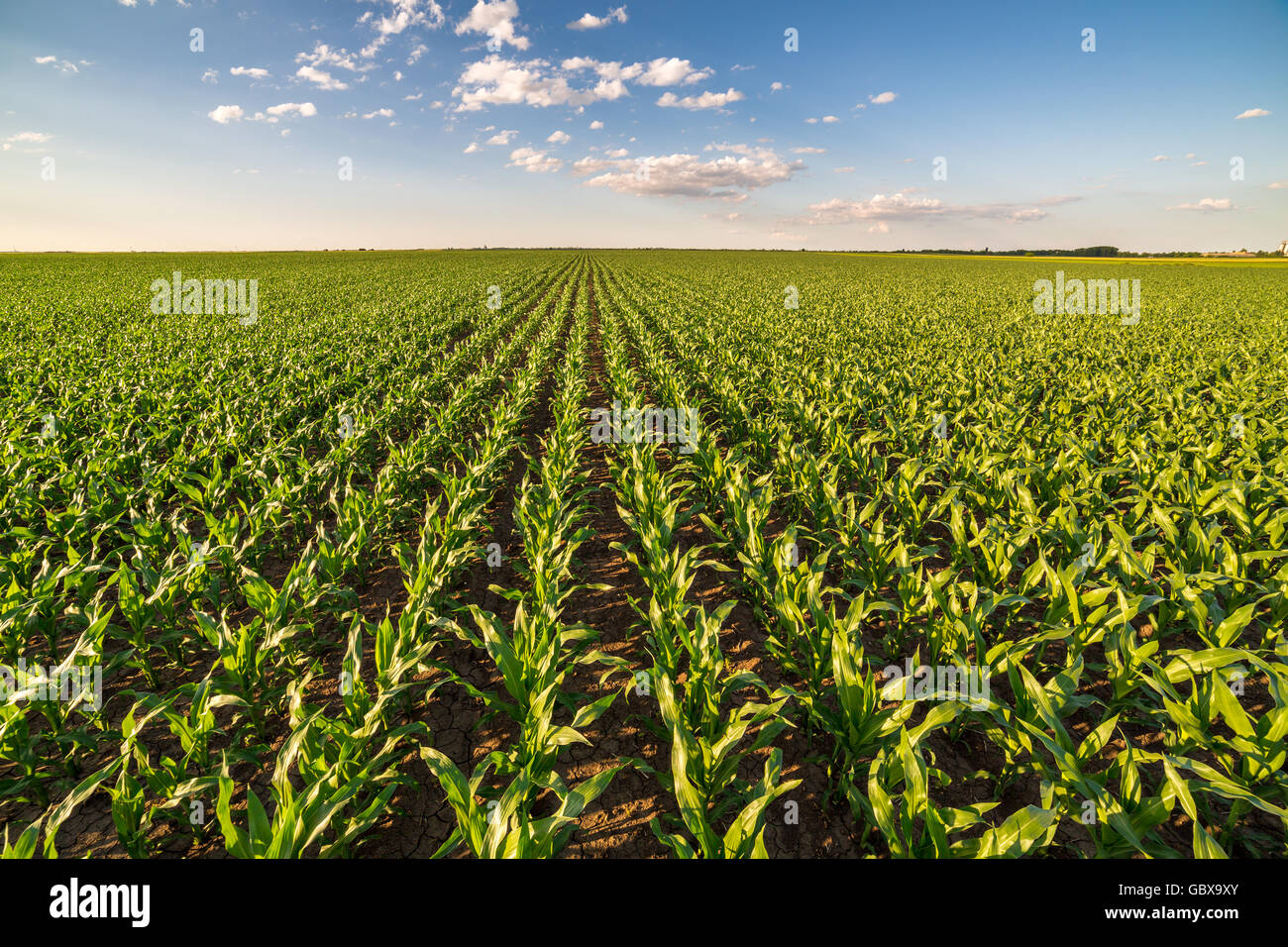 Maize Field High Resolution Stock Photography and Images - Alamy