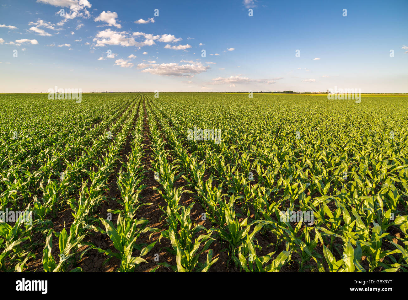 Green corn maize field in early stage Stock Photo - Alamy