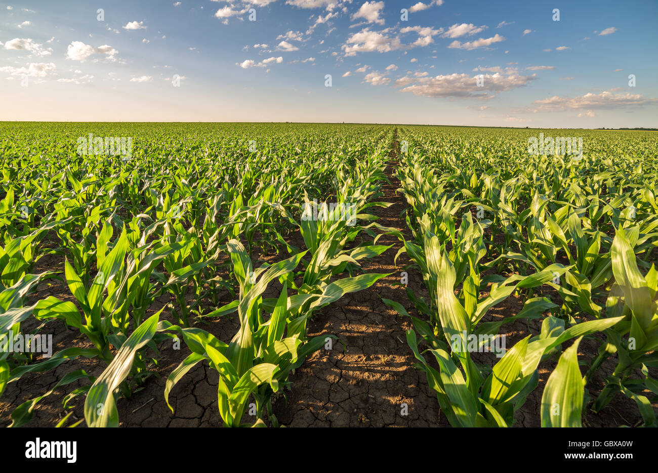 Green corn maize field in early stage Stock Photo - Alamy