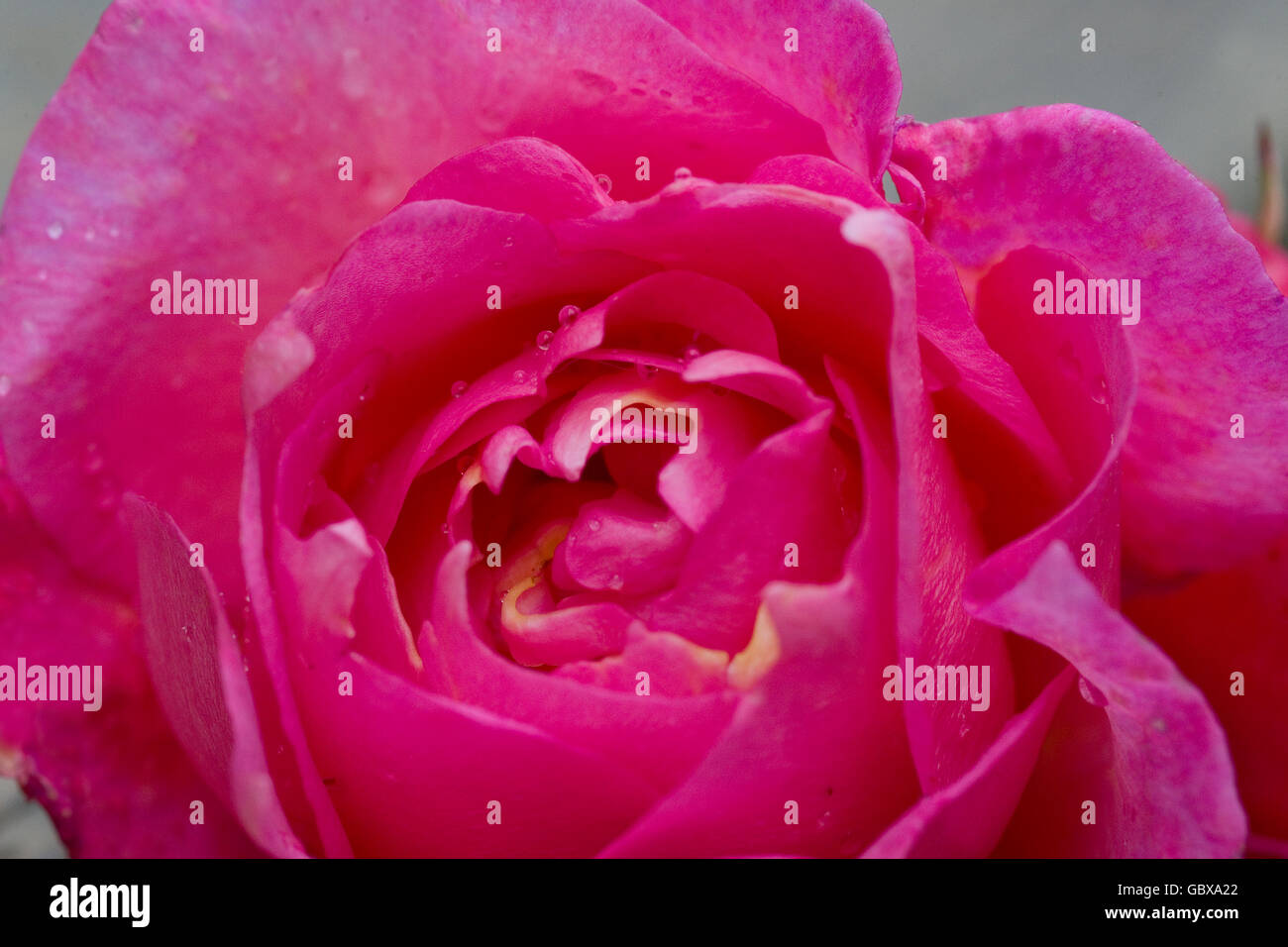 rose close up Stock Photo - Alamy