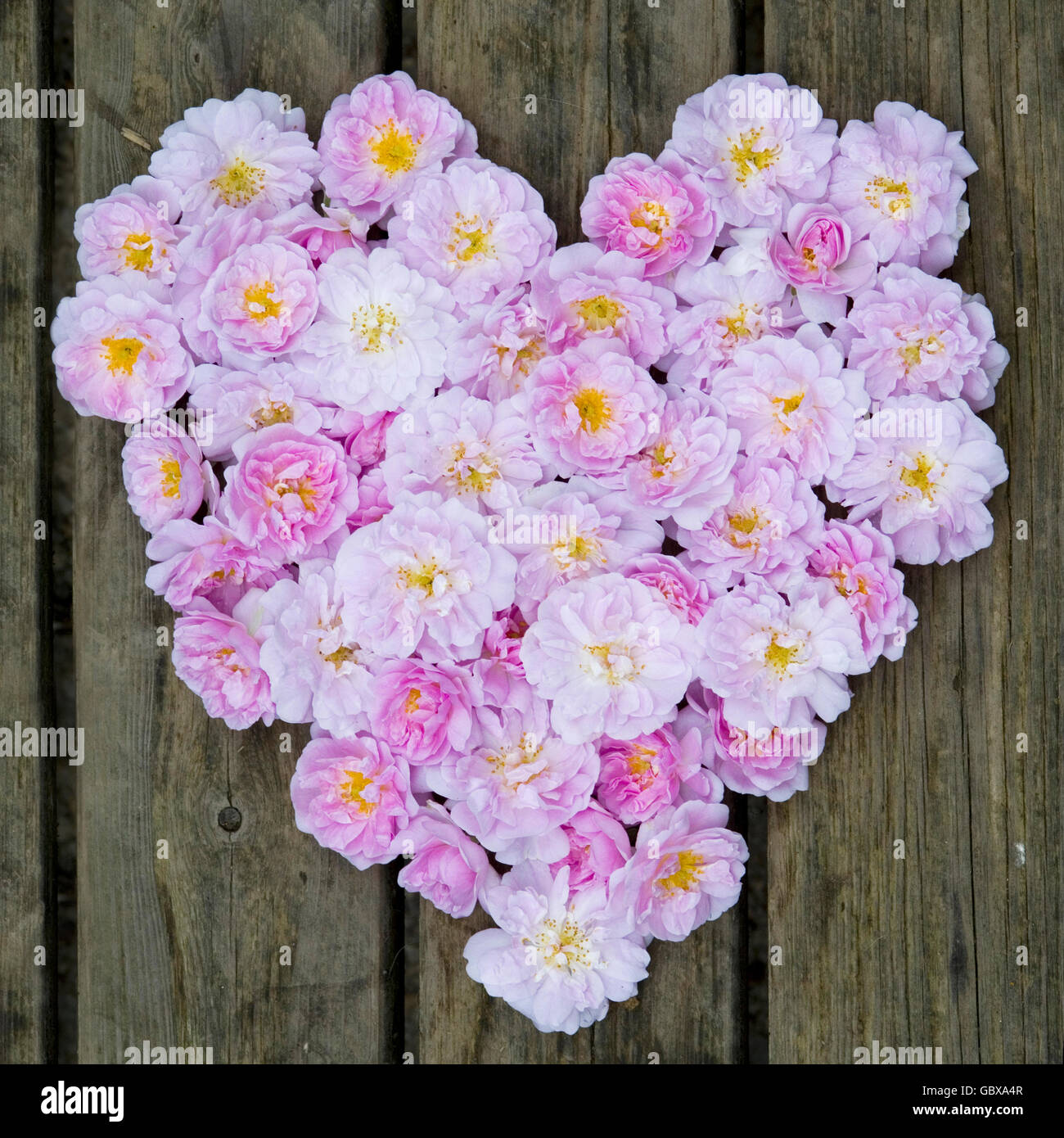 Pink roses heart hi-res stock photography and images - Alamy