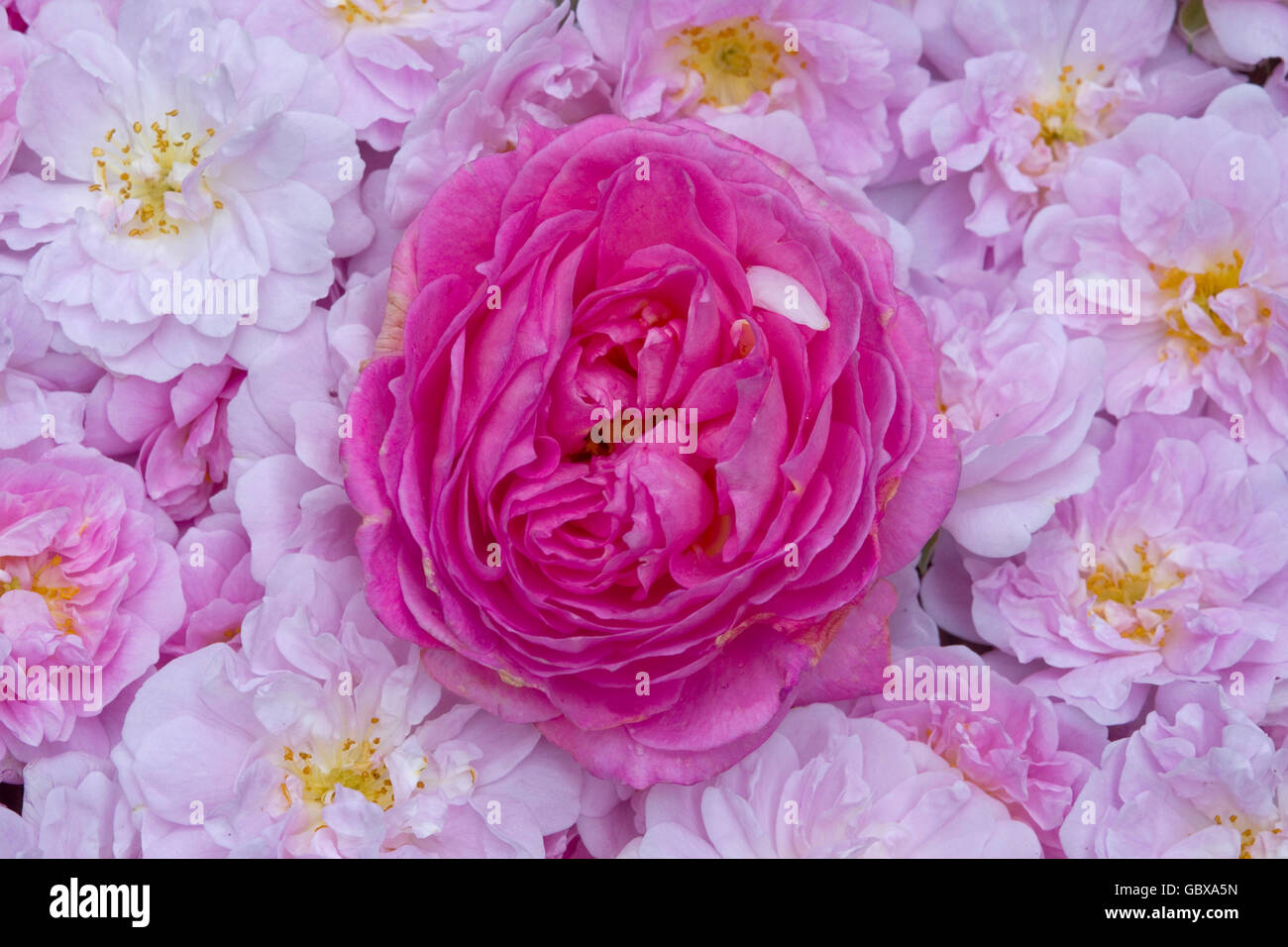 rose in punk flowers Stock Photo - Alamy