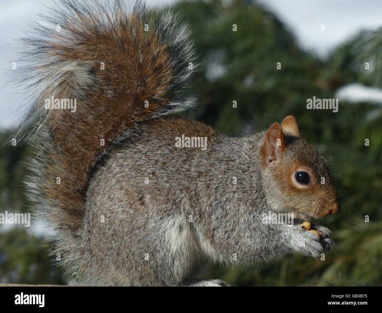 squirrel eating nut Stock Photo - Alamy