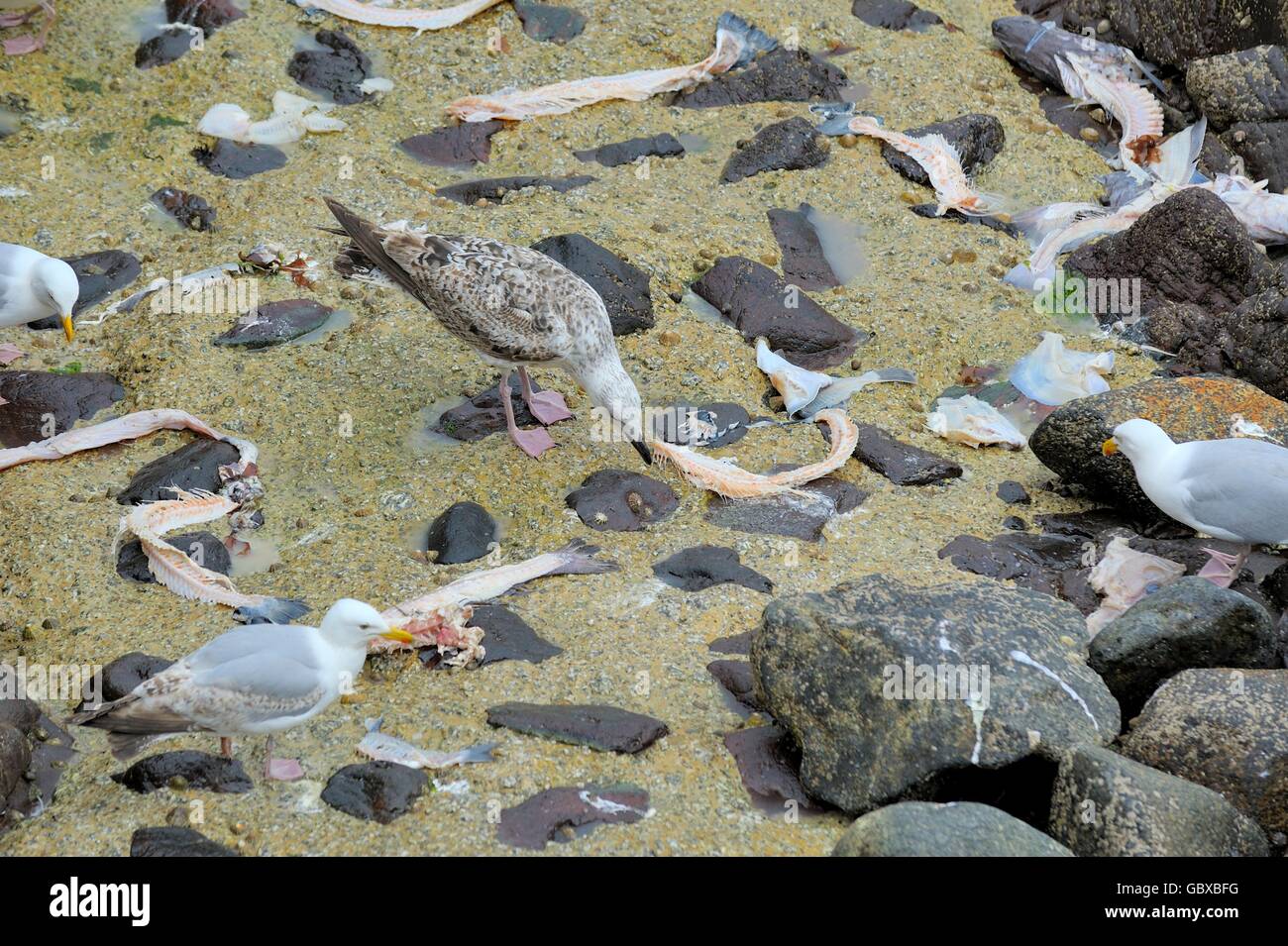 Dead fish on rocks hi-res stock photography and images - Alamy