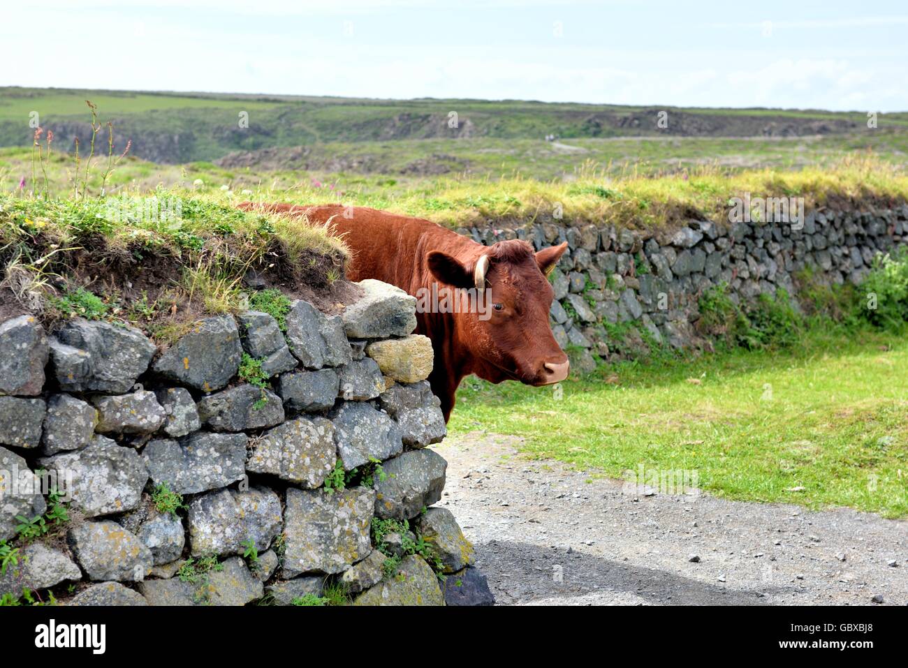 Red ruby cattle Stock Photo - Alamy