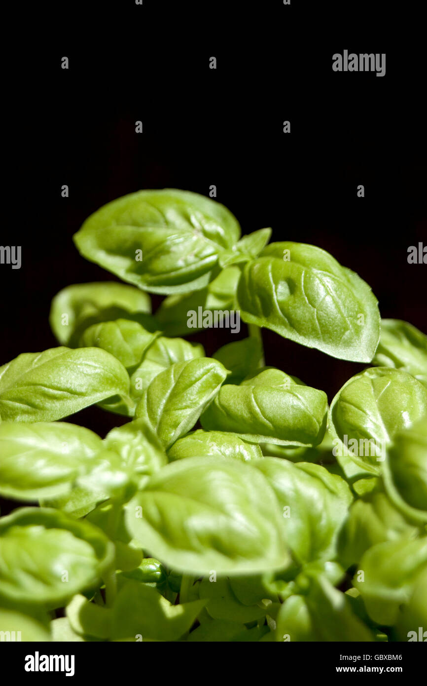 Large Leaf Italian Basil (Ocimum basilicum Stock Photo - Alamy