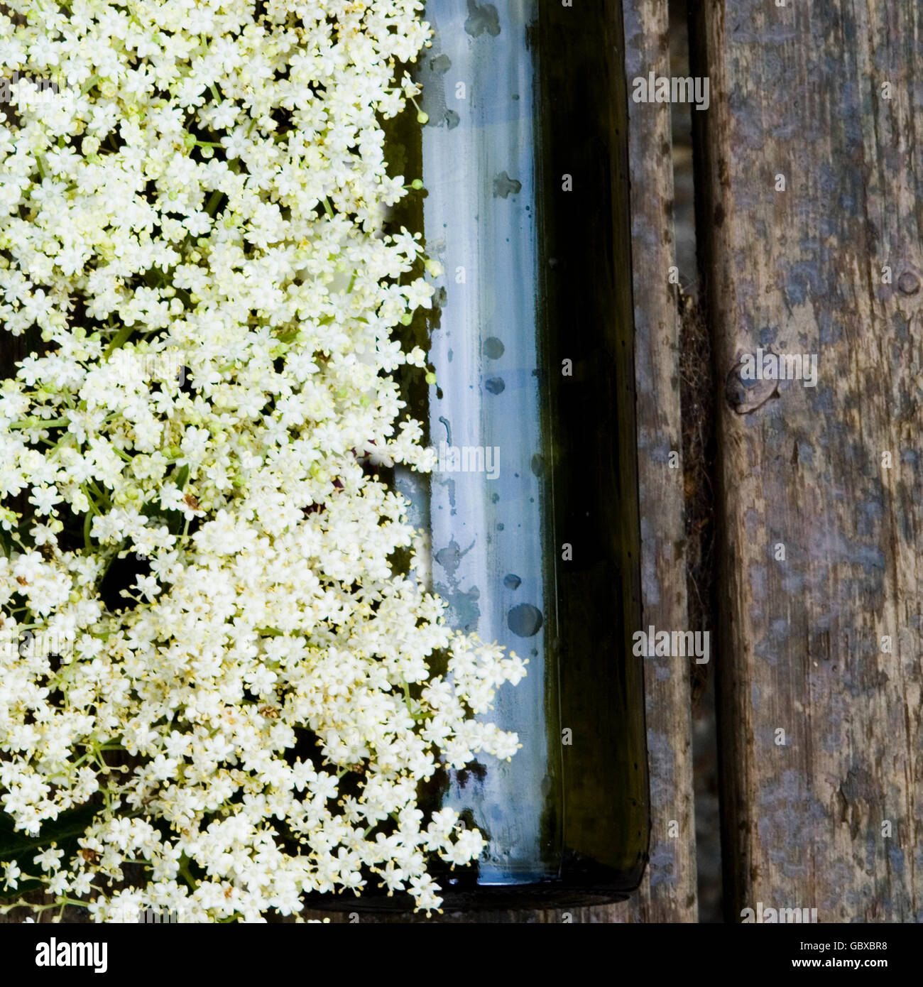 elderflower cordial making Stock Photo - Alamy