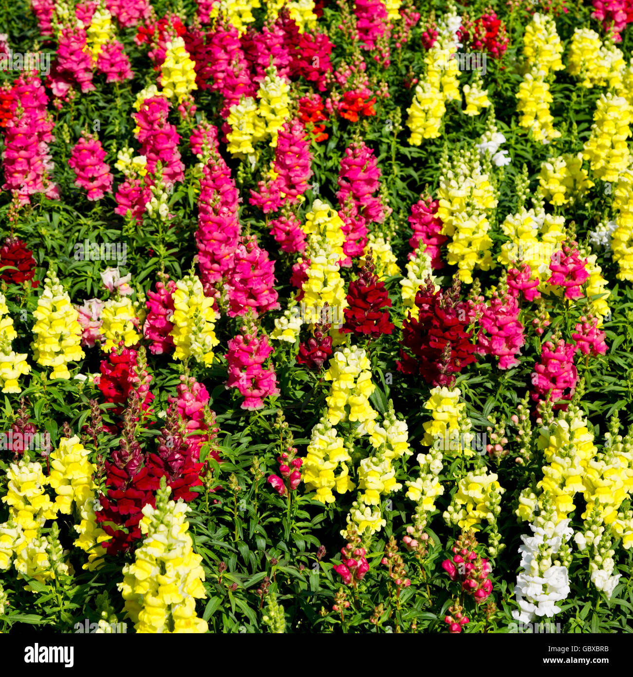 in the spring colors oman flowers and garden Stock Photo - Alamy