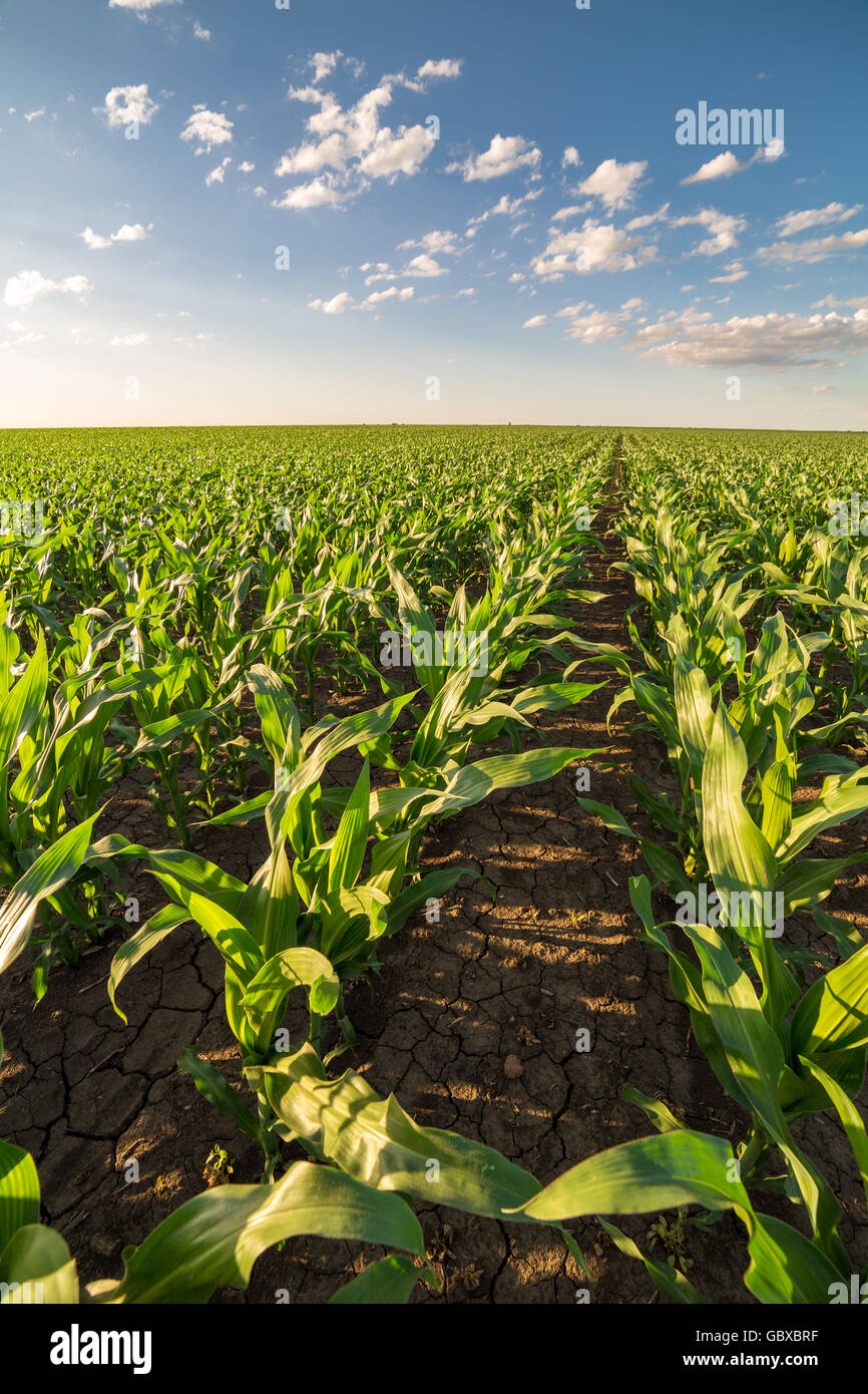 Green corn maize field in early stage Stock Photo - Alamy