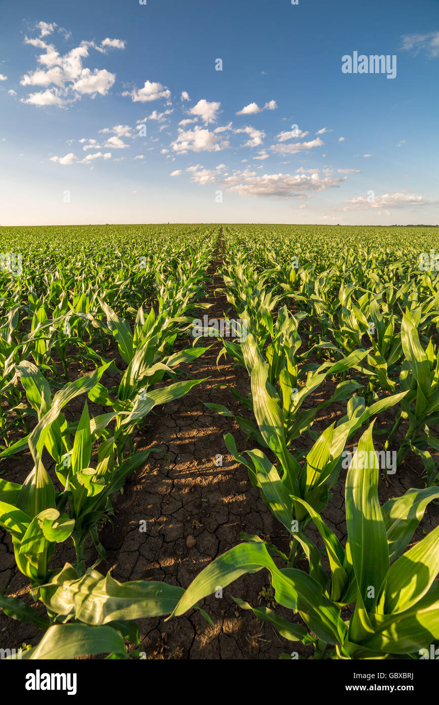 Green corn maize field in early stage Stock Photo - Alamy