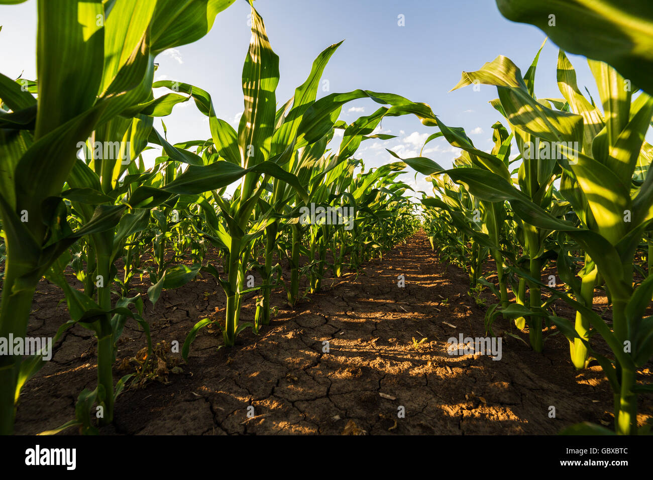 Green corn maize field in early stage Stock Photo - Alamy