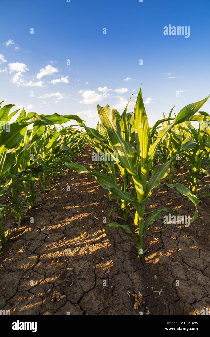 Maize field hi-res stock photography and images - Alamy