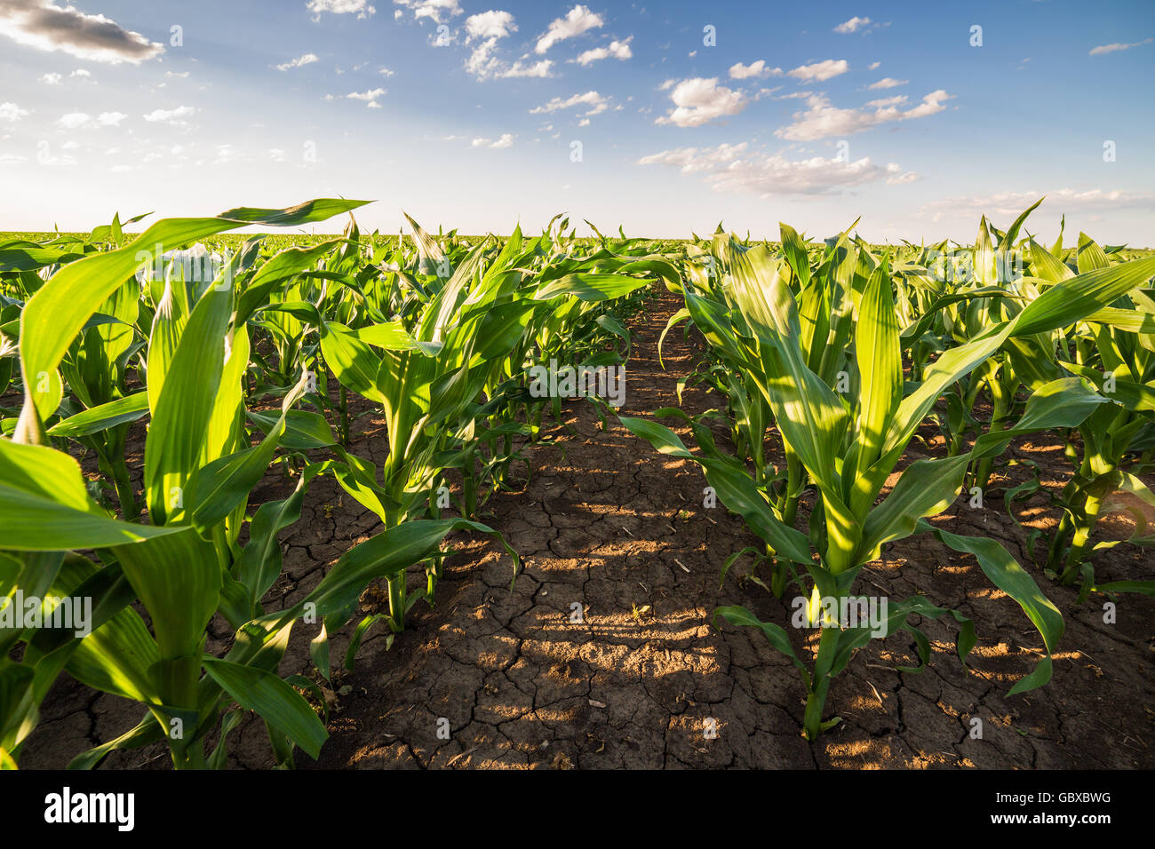 Green corn maize field in early stage Stock Photo - Alamy