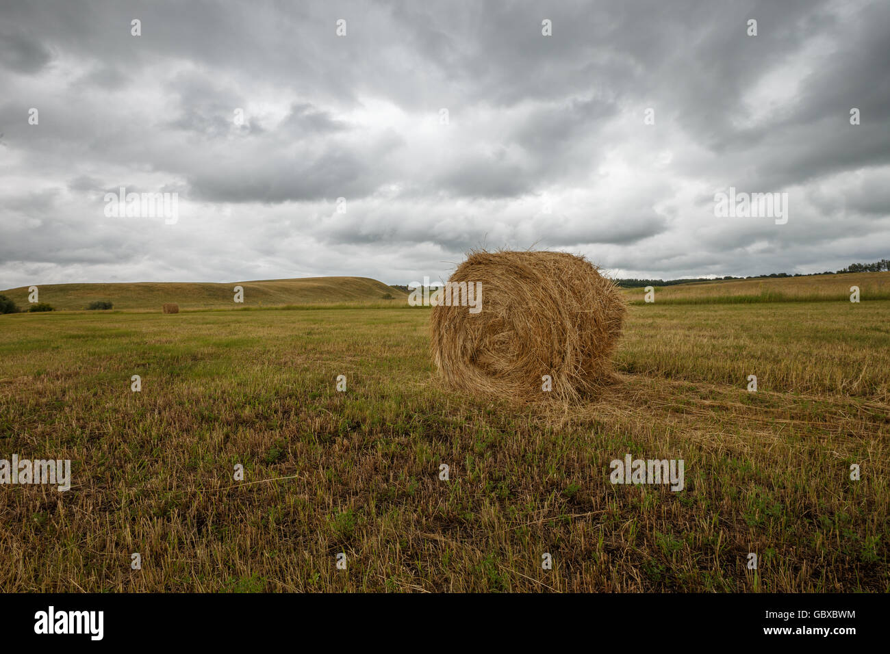 dry haystacks in the field, russian nature, agriculture Stock Photo - Alamy