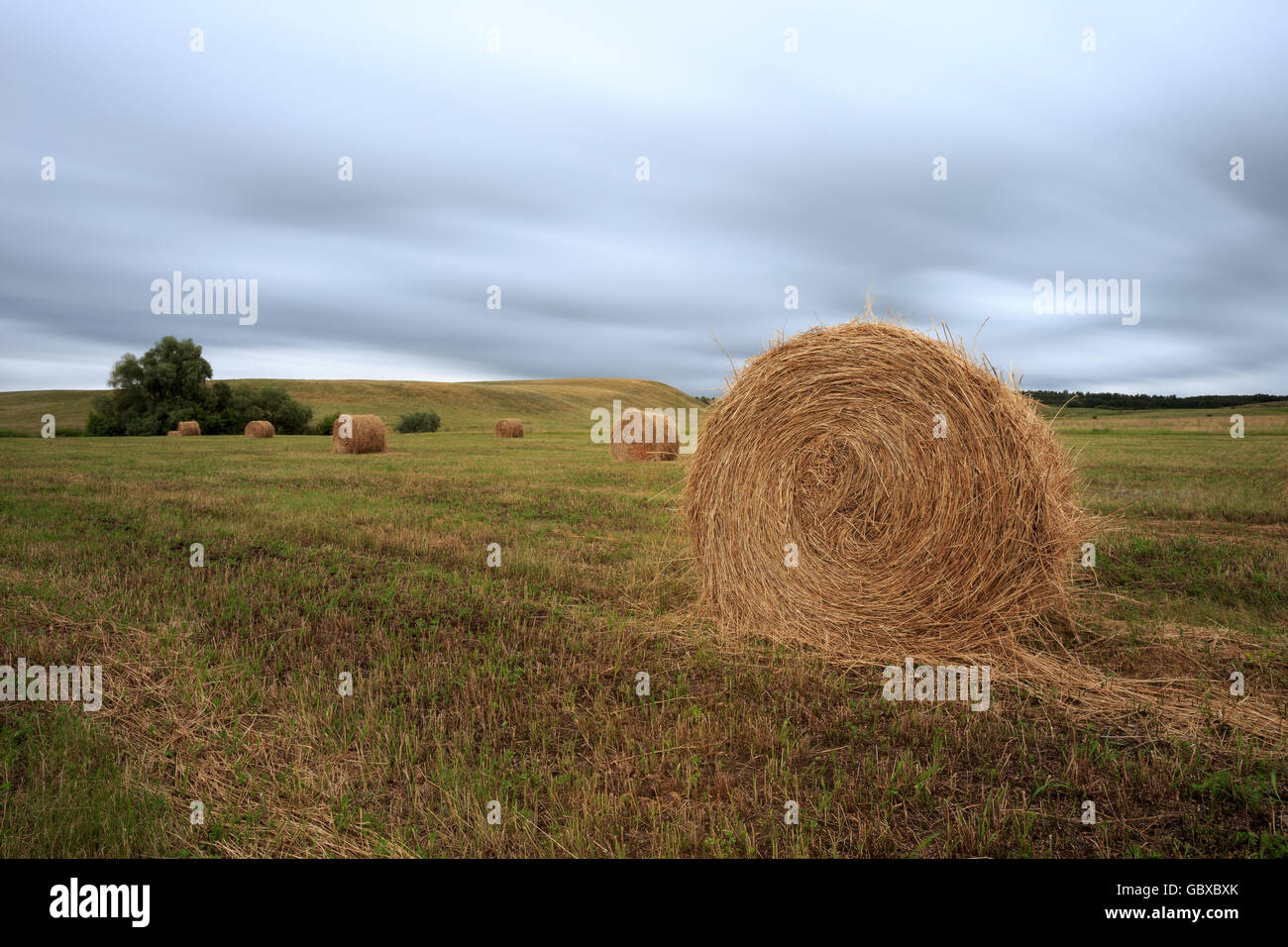 dry haystacks in the field, russian nature, agriculture Stock Photo - Alamy
