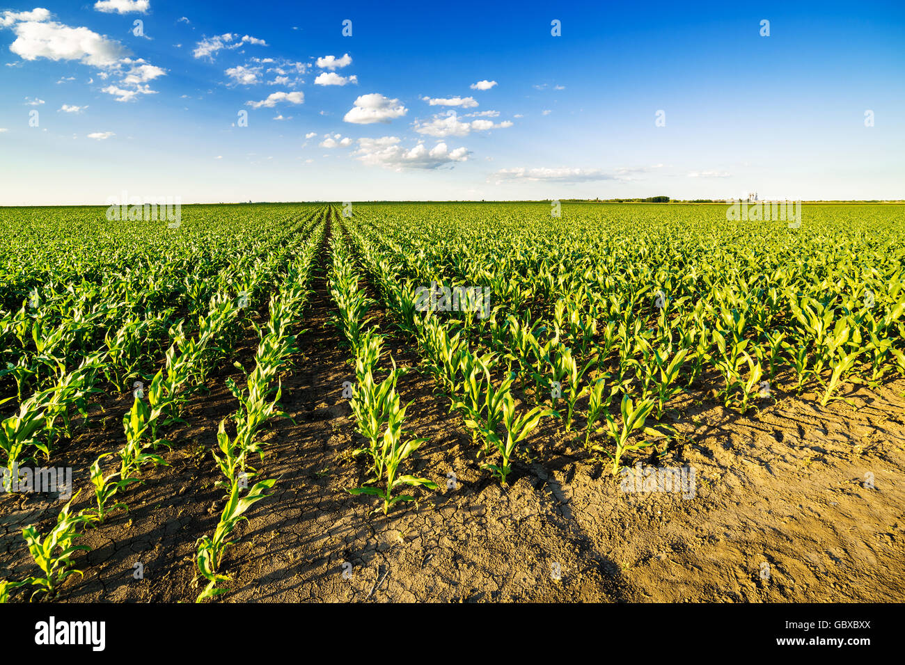 Maize Corn Field