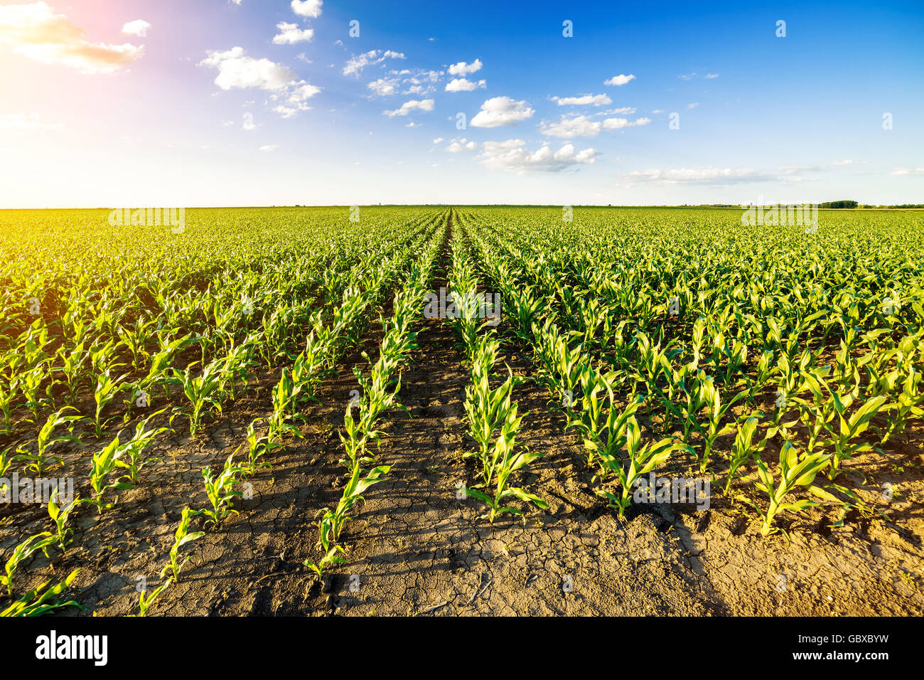 Green corn maize field in early stage Stock Photo - Alamy