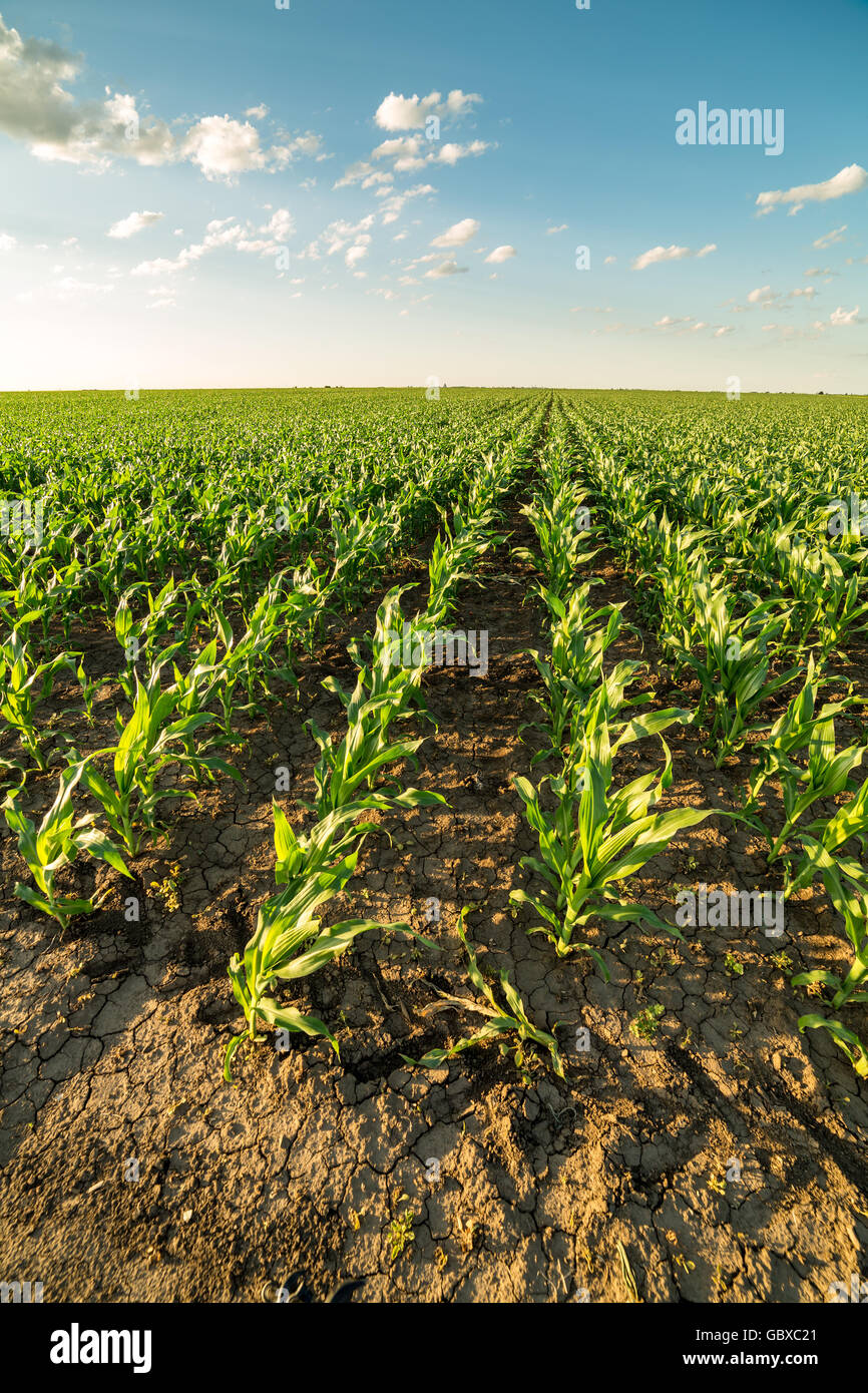 Green corn maize field in early stage Stock Photo - Alamy