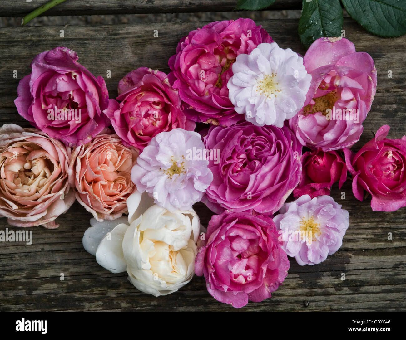 Beautiful bunch roses hi-res stock photography and images - Alamy