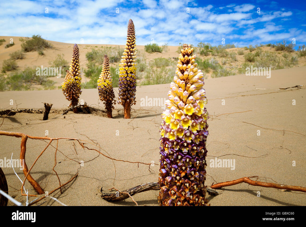 desert dry dune Stock Photo - Alamy