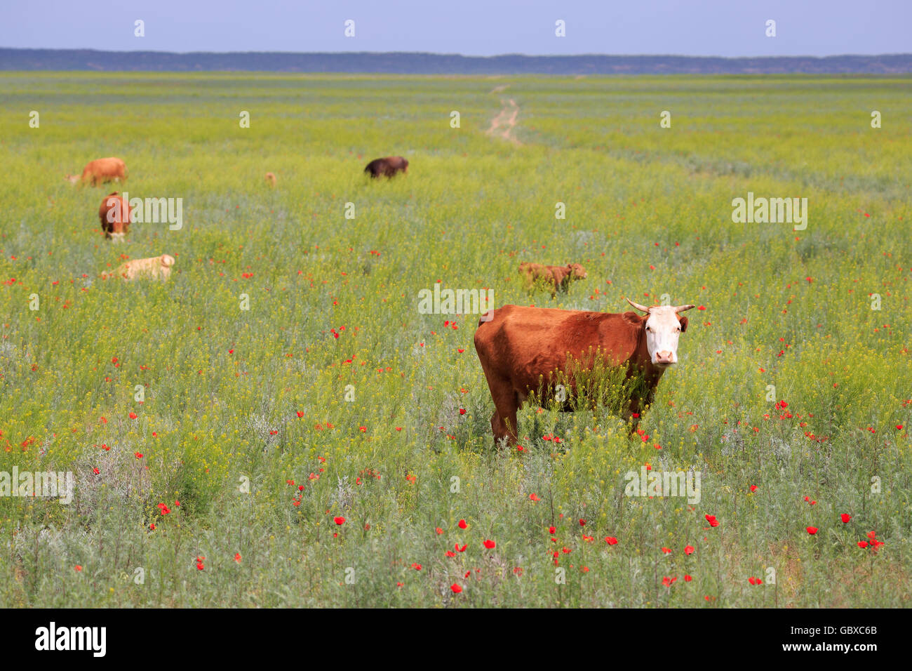 a cow in a poppy field Stock Photo - Alamy