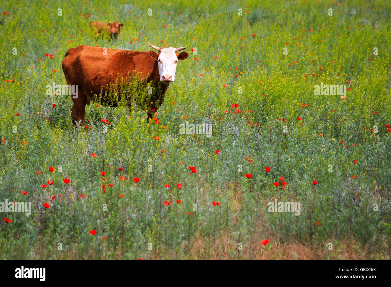 Fields of popp hi-res stock photography and images - Alamy