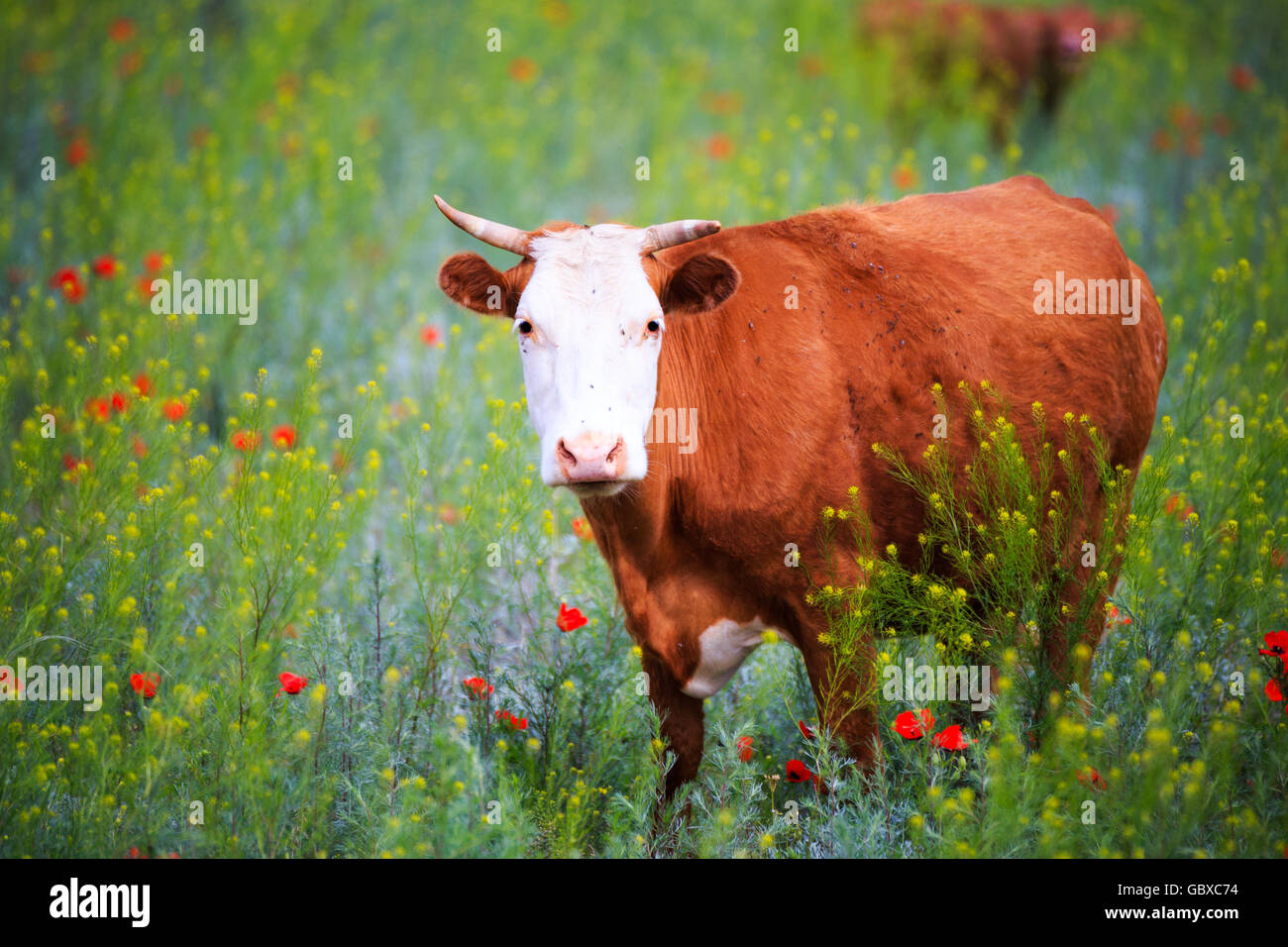 a cow in the poppy field Stock Photo - Alamy