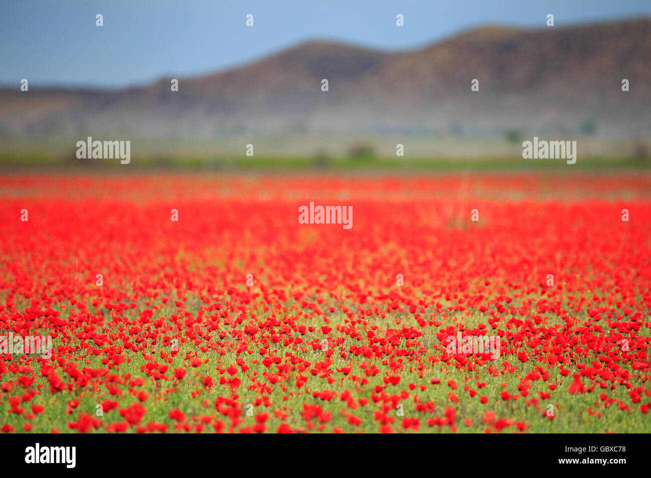 poppy field with mountain, kazakhstan, central asia Stock Photo - Alamy