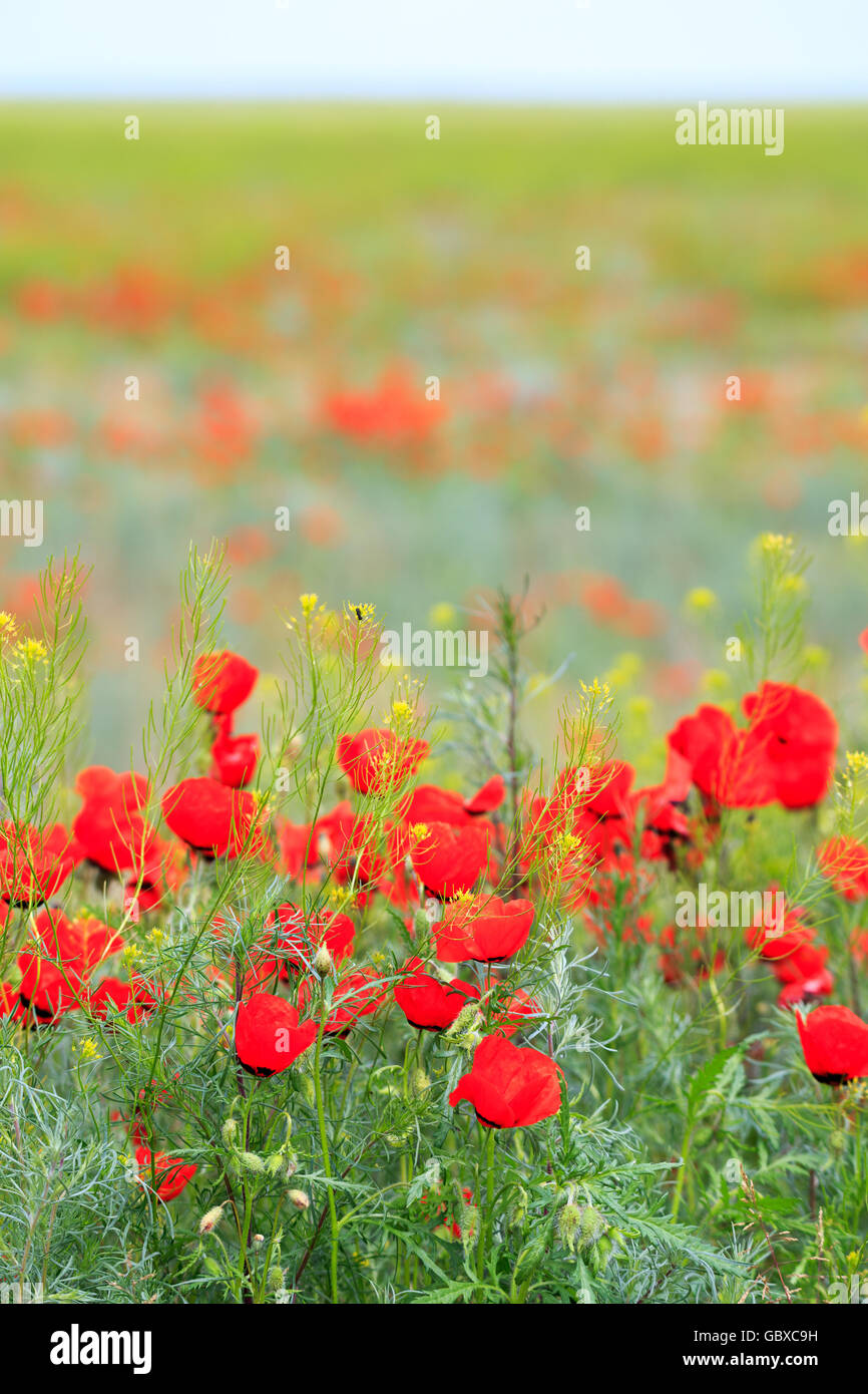 poppy field with mountain, kazakhstan, central asia Stock Photo - Alamy