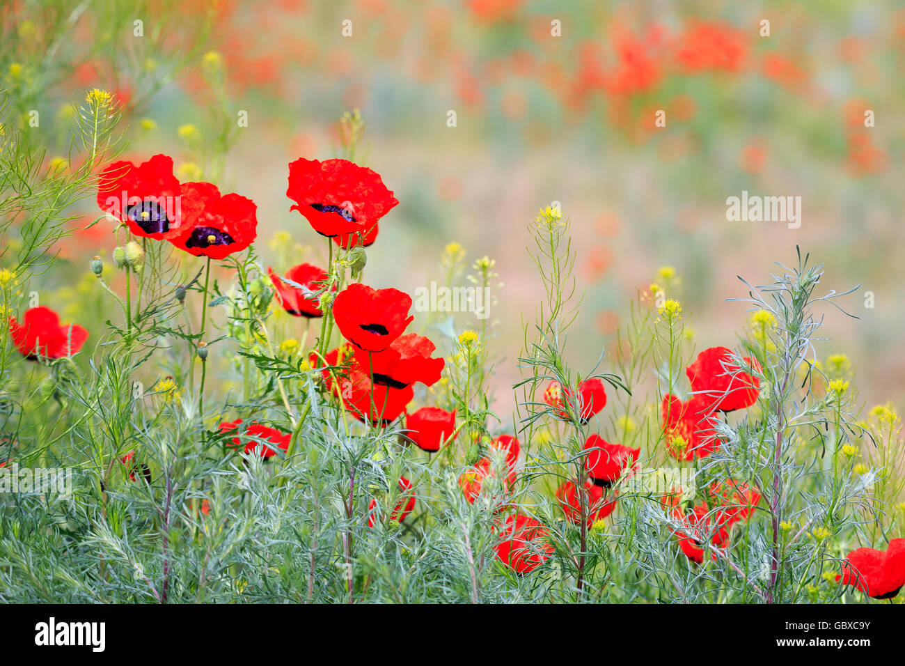 Poppy mountain hi-res stock photography and images - Alamy