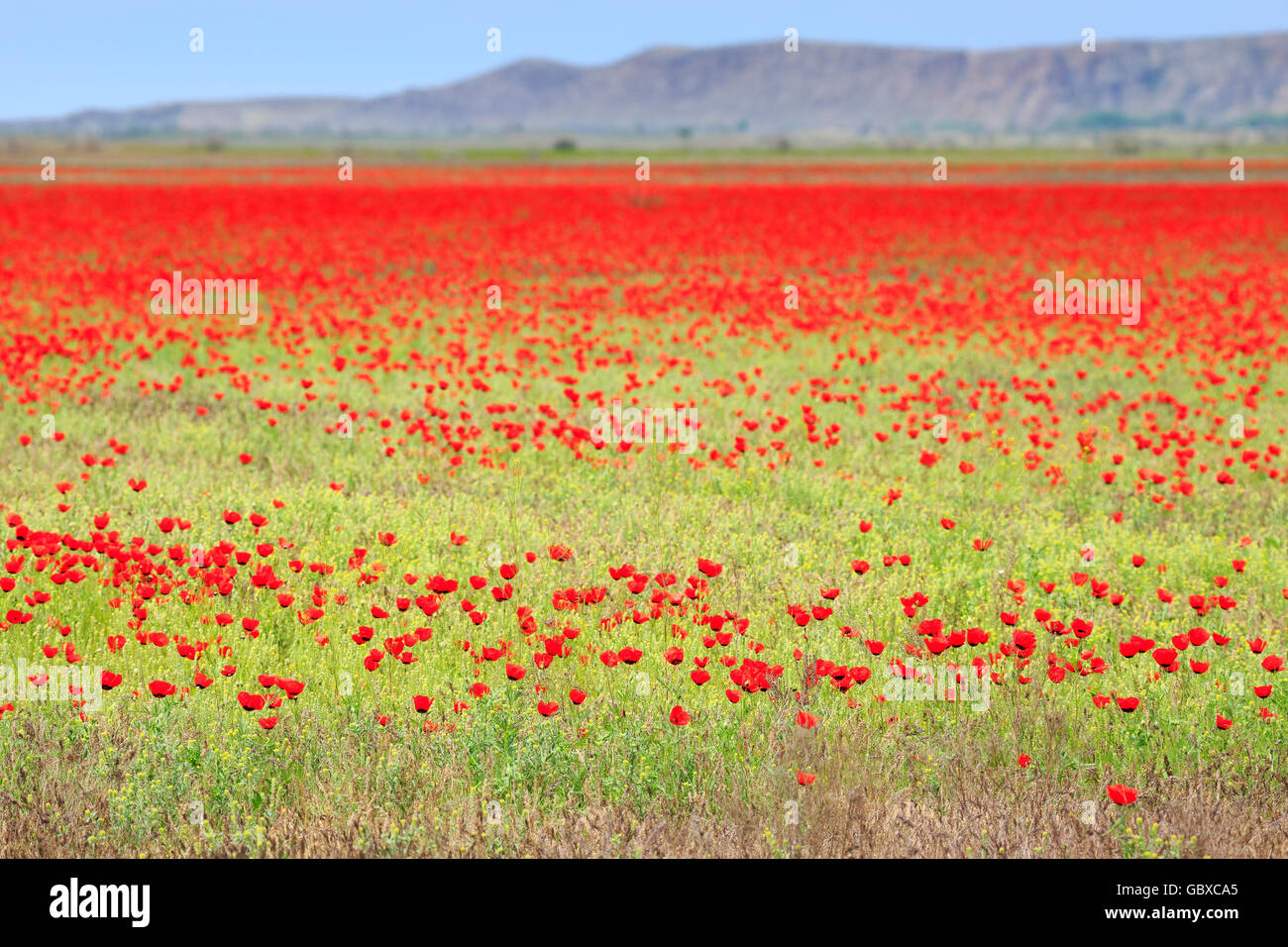 Field Poppy Mountain High Resolution Stock Photography and Images - Alamy