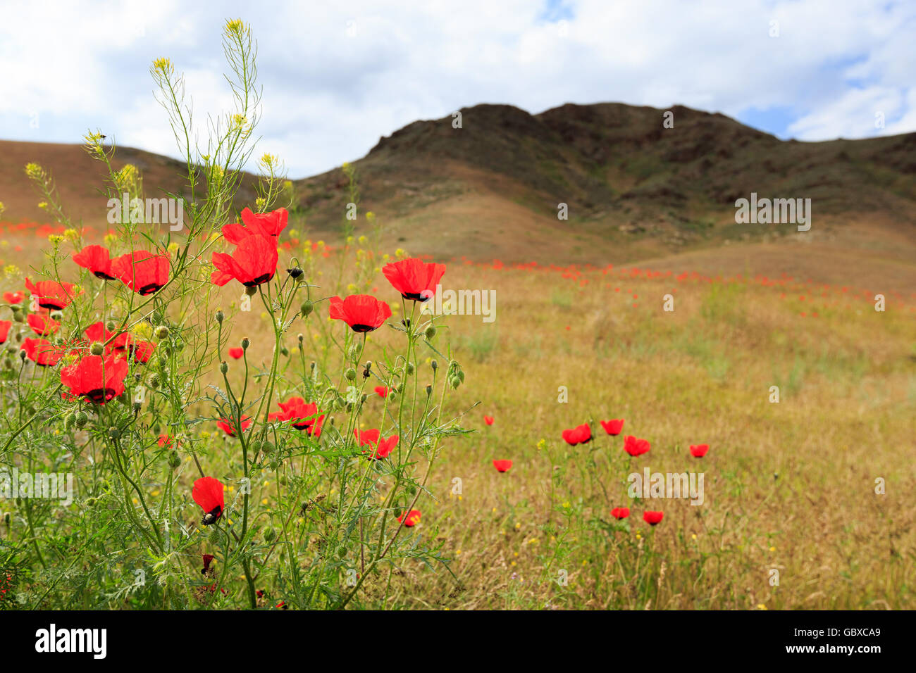Poppy mountain hi-res stock photography and images - Alamy